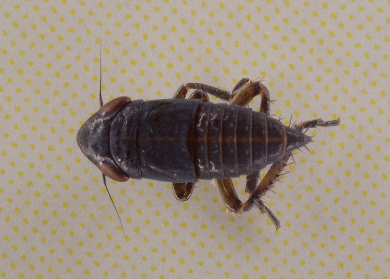Lille sort cikade med røde øjne - Naturbasen