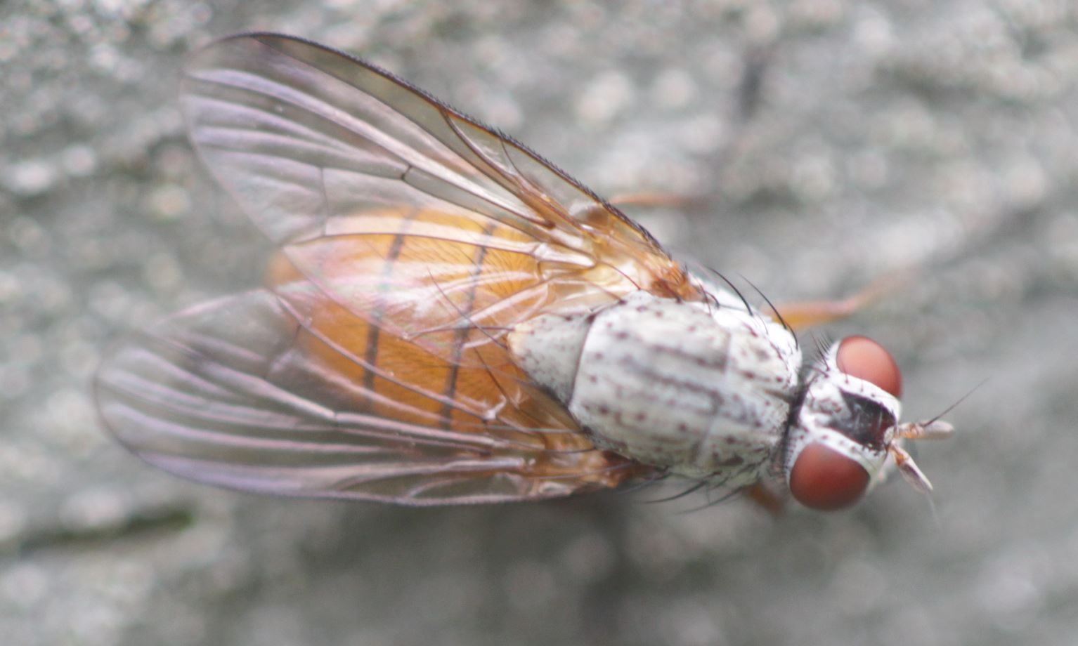 Hvilken flue med gul bagkrop? - Naturbasen