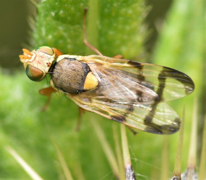 En Urophora stylata Båndflue? - Naturbasen