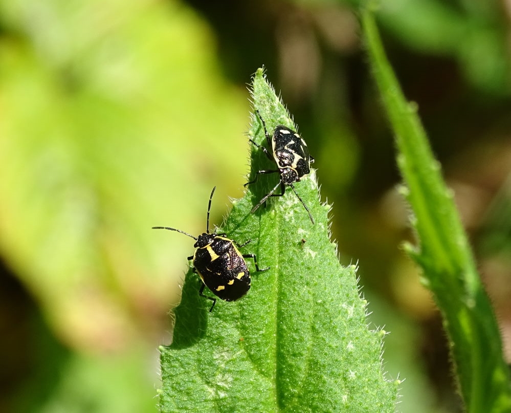 Tæge fra illerup - Naturbasen
