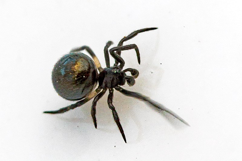 Lille sort edderkop med hvide bånd på lårene af sidste benpar? - Naturbasen