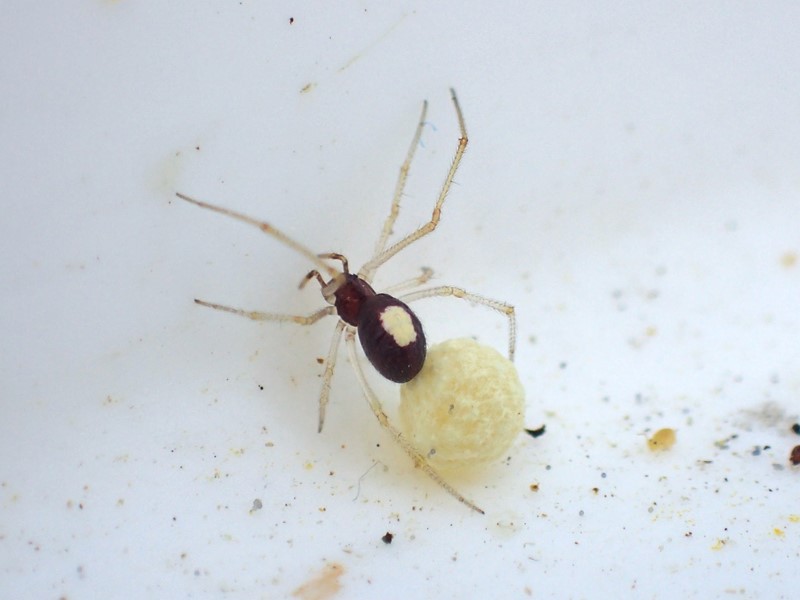 Rød edderkop med hvid plet? - Naturbasen