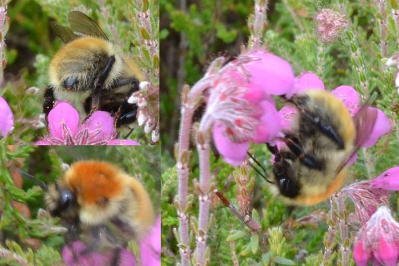 Hvilken humlebi på Klokkelyng? - Naturbasen