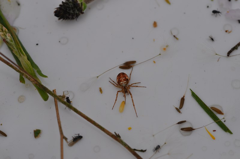 Hvilken edderkop? - Naturbasen