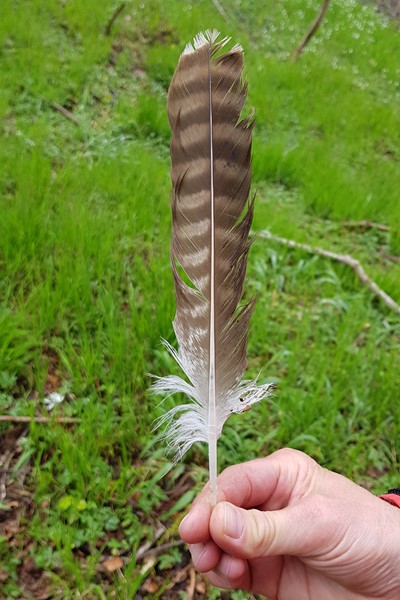 Fjer fra hvad? - Naturbasen