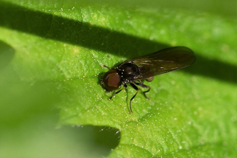 Cephalops? - Naturbasen