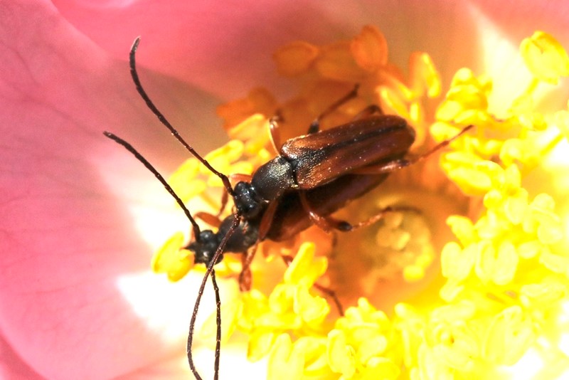 Hvilke biller i parring - Naturbasen