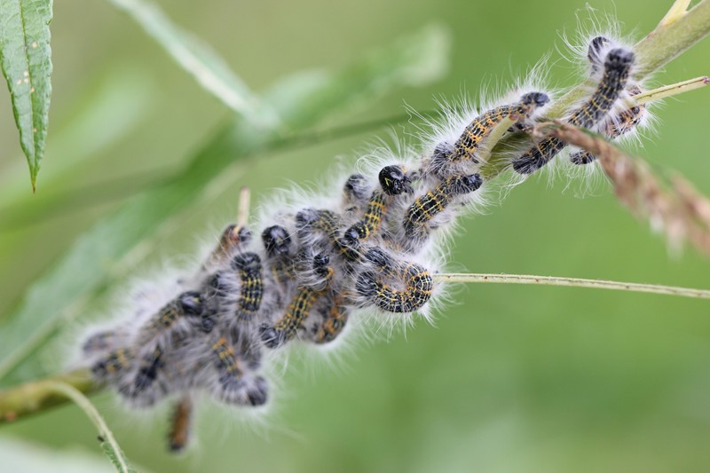 Hvilke larver? - Naturbasen