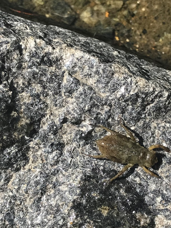 Hvad er det lille dyr, der bor i min lille havedam? - Naturbasen