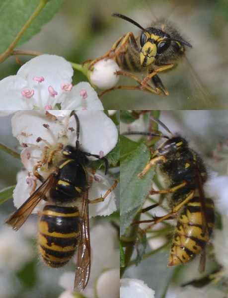 Hvilken gedehams? - Naturbasen