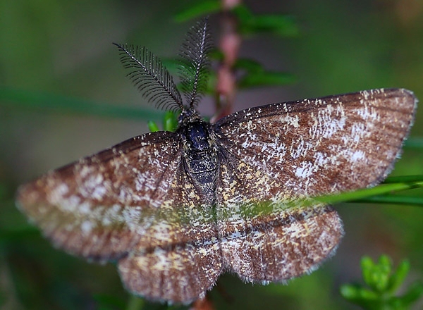 Hvilken måler? - Naturbasen