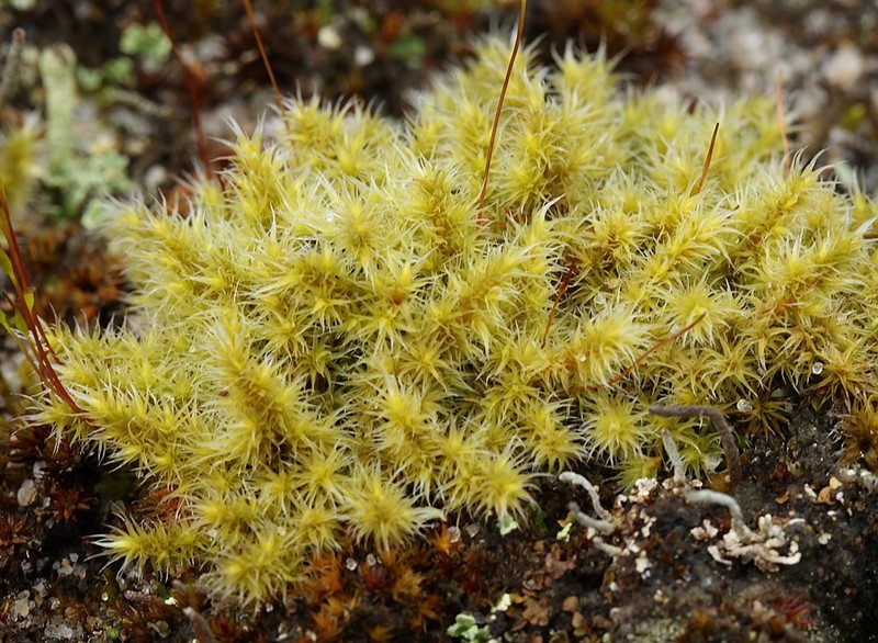 Mos på Melby Overdrev - Naturbasen