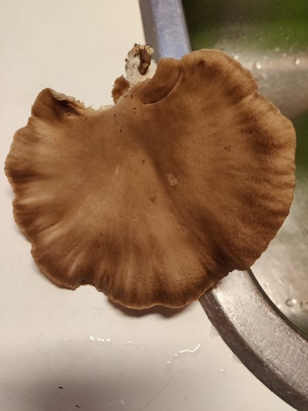 Identifikation af svamp på træ - Naturbasen