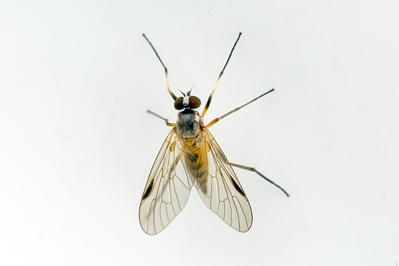 Flue med lange ben? - Naturbasen