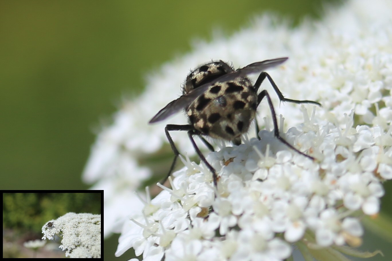 Meget karakteristisk flue med sorte prikker på Vild gulerod - Naturbasen