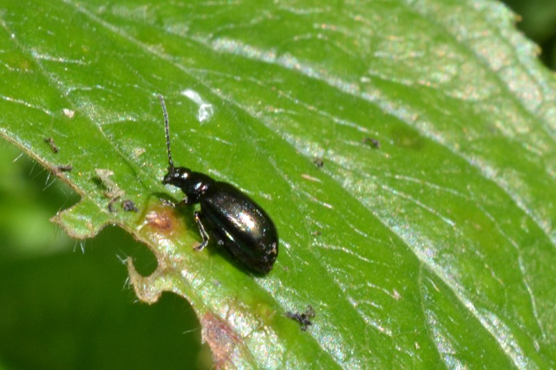 Hvilken lille, sort, blank bille? - Naturbasen