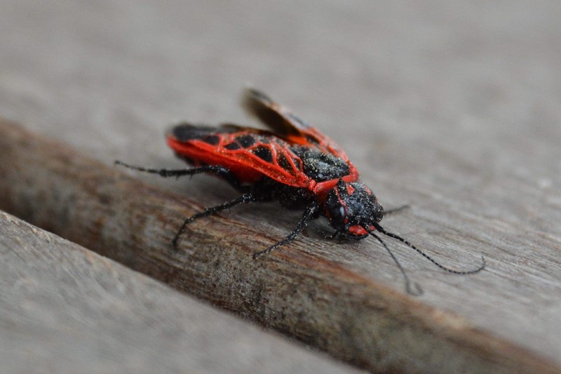 Hvilket insekt - Naturbasen