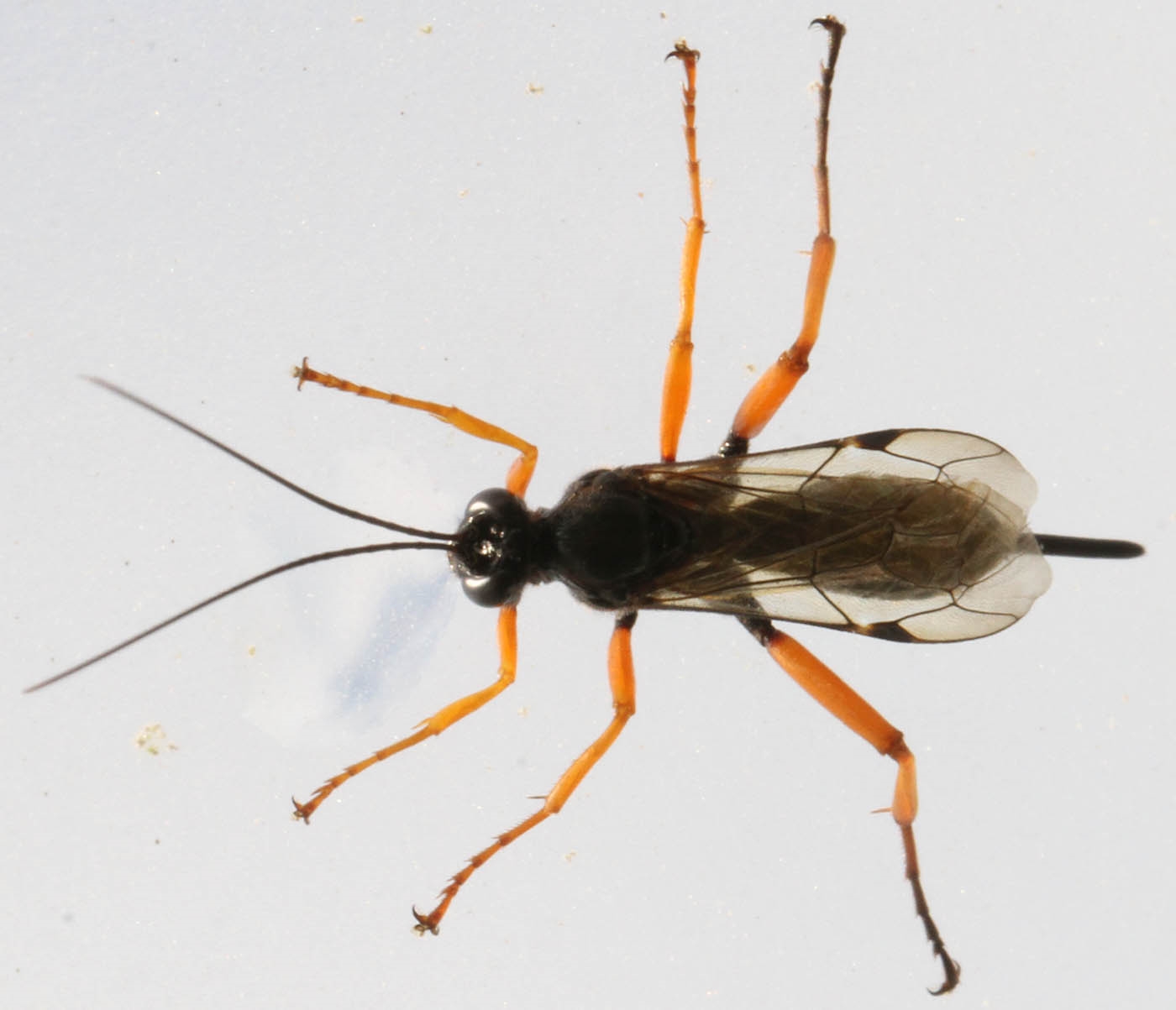 Pimpla rufipes? - Naturbasen