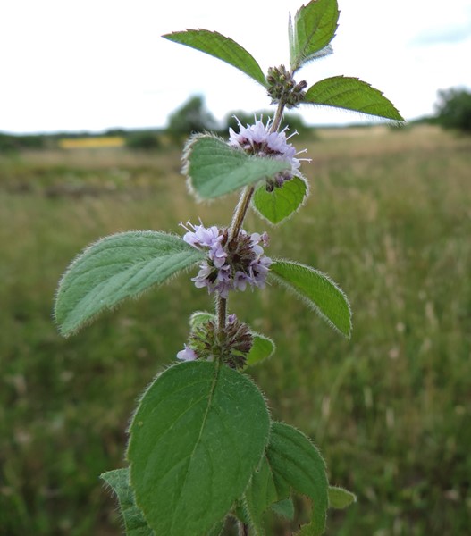 Hvilken mynte - Naturbasen