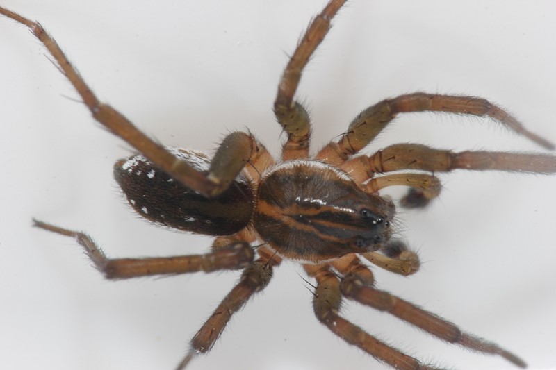 Hvilken flot jagtedderkop? - Naturbasen