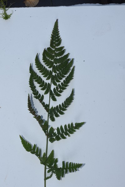 Hvilken bregne? - Naturbasen