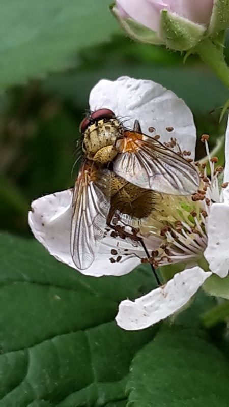 Hvilken flue med gul vingebasis er dette? - Naturbasen