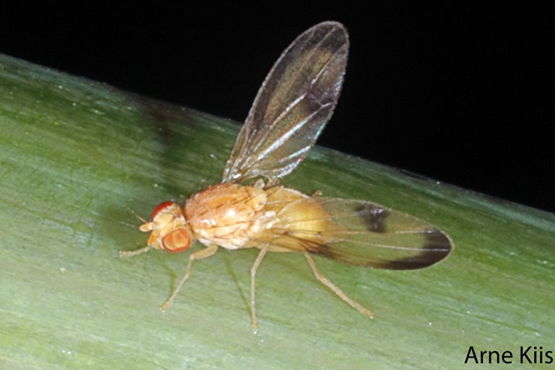 Gul flue/Pallopteridae? 15. aug - Naturbasen