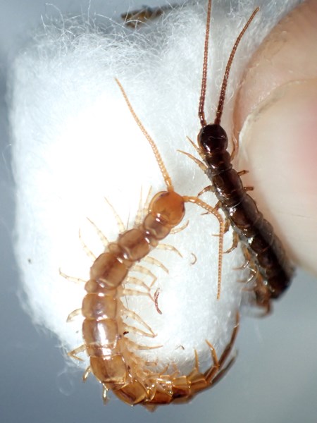 Skolopender fra Hedeland? - Naturbasen