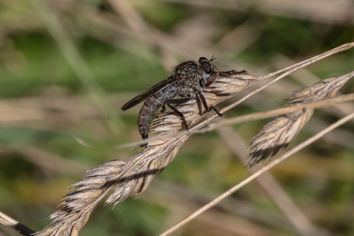 Hvilket insekt? - Naturbasen