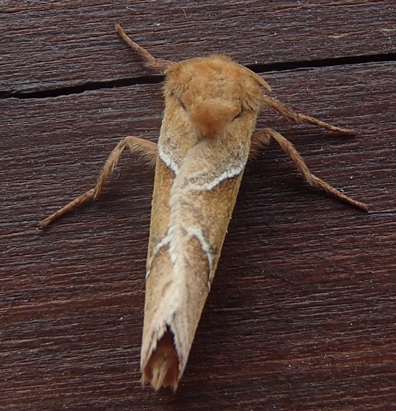 Brunt insekt - Naturbasen