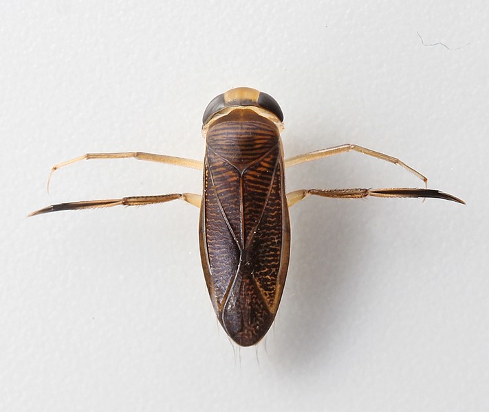 Callicorixa praeusta? - Naturbasen