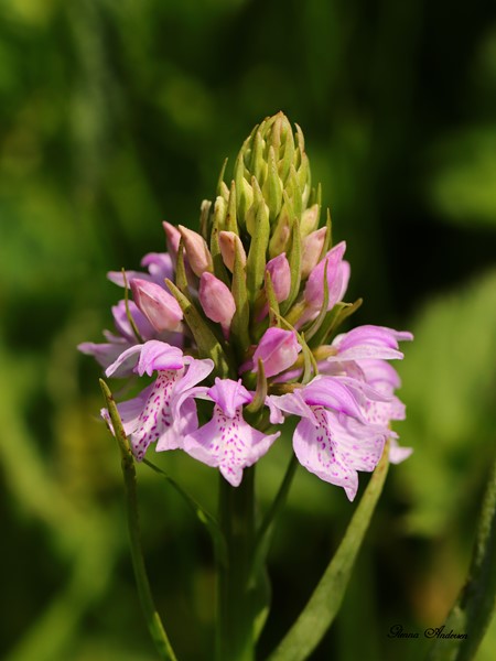 Hvilken vild orkide ? - Naturbasen