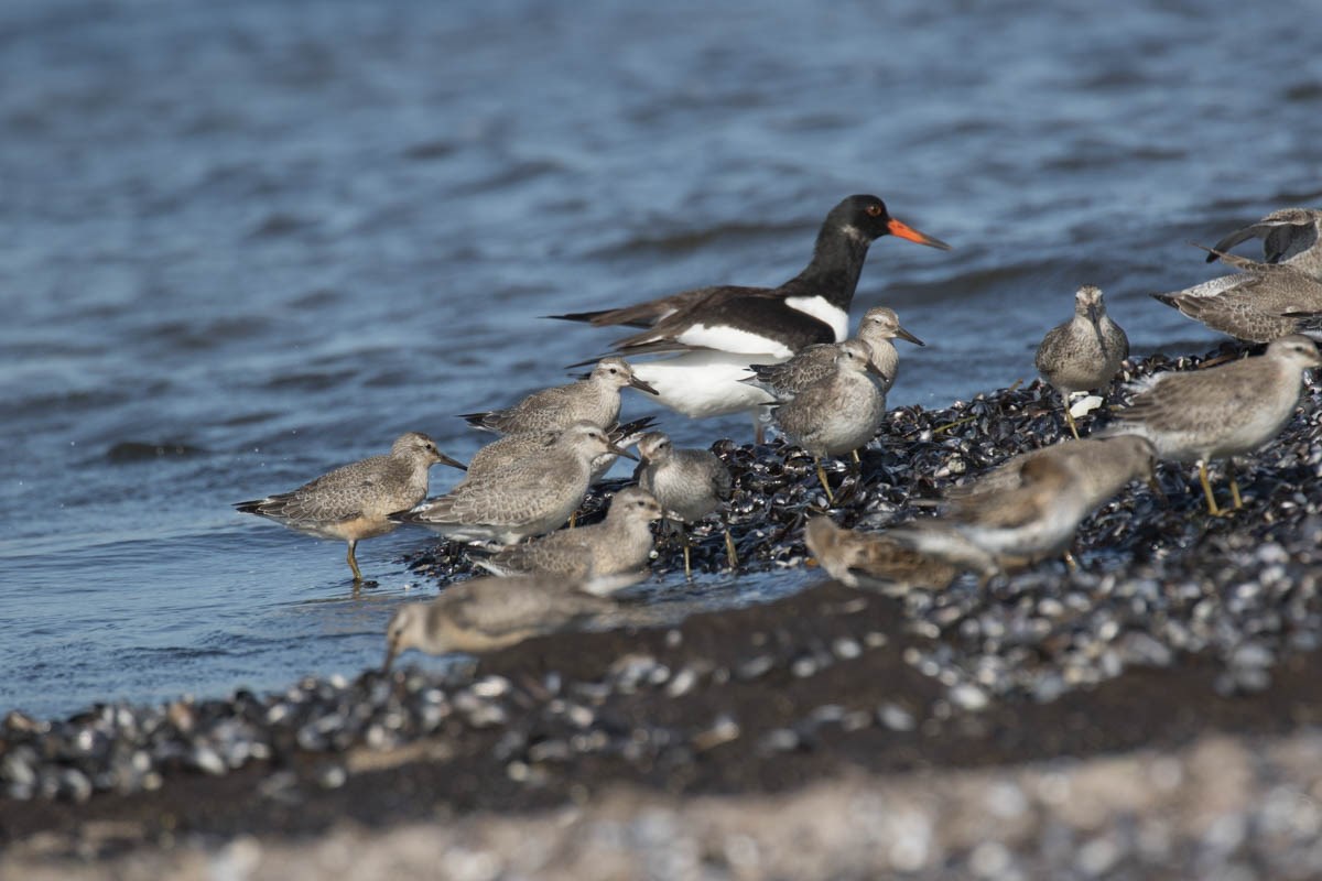 Hvilken vadefugl? - Naturbasen