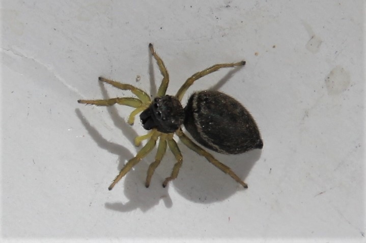 hvilken grønbenet edderkop - Naturbasen