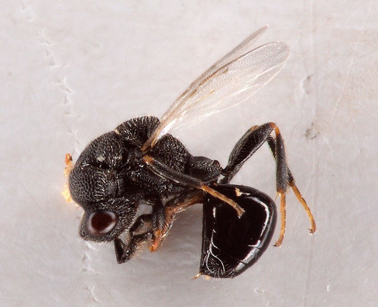 Lille sort hveps fra tidselbåndfluegalle - Naturbasen