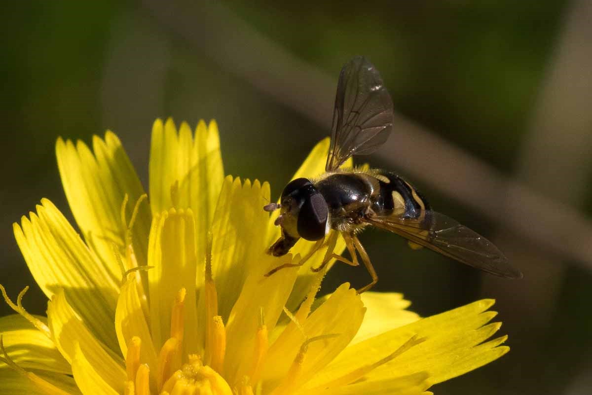 Eupeodes nitens? - Naturbasen