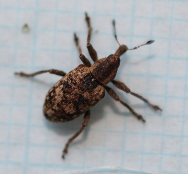 Hypera rumicis? - Naturbasen