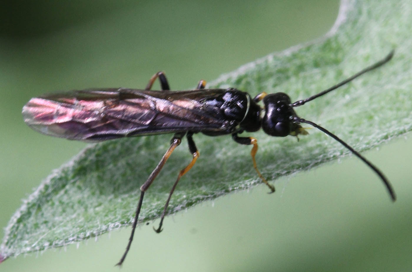 Cephidae? - Naturbasen