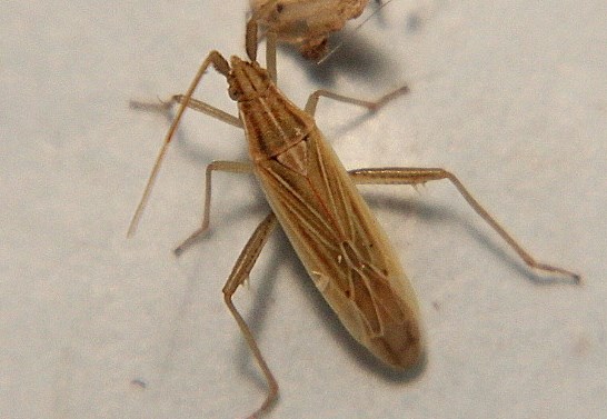 hvilken tæe med 2 torne på bagben - Naturbasen