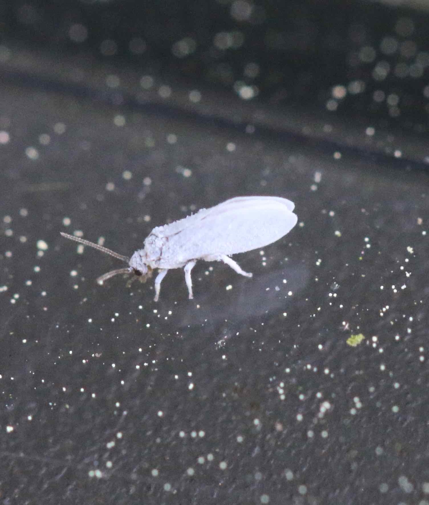 Er dette en art mellus? - Naturbasen