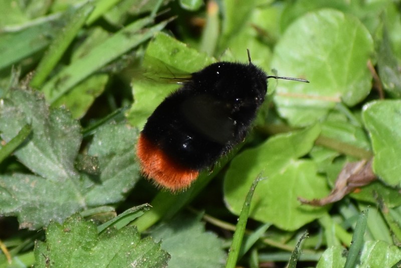 humle id - Naturbasen