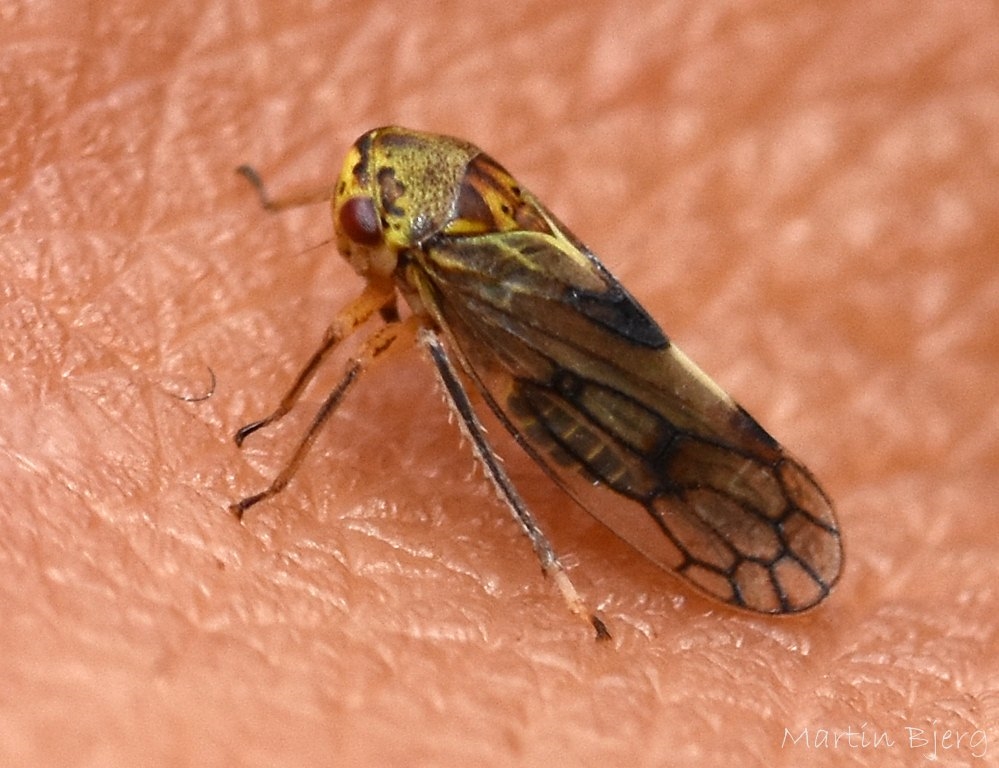 Hvilken cikade? - Naturbasen
