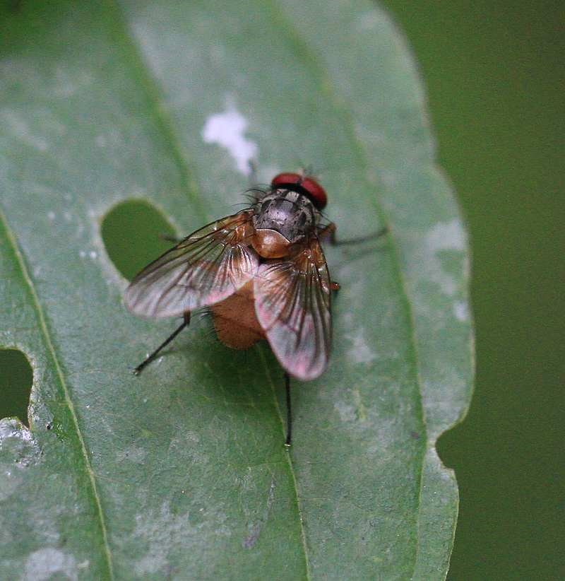 Mydaea corni? - Naturbasen