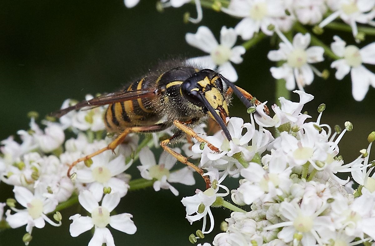 Hvilken Gedehams? 3 - Naturbasen