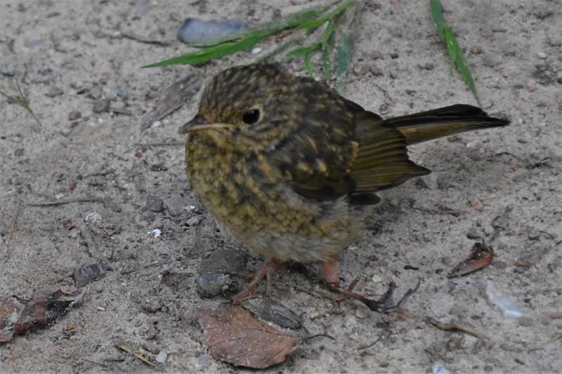 fluesnapper id - Naturbasen