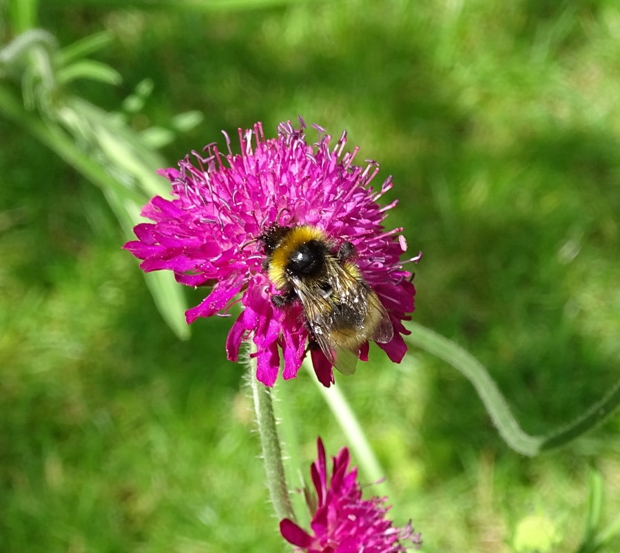 Humle 2 fra Illerup - Naturbasen
