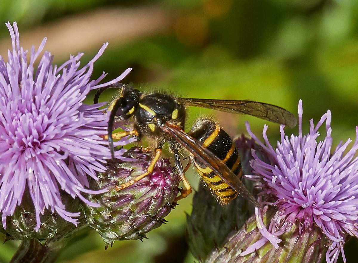 Hvilken Bi/Hveps? - Naturbasen