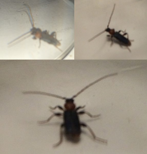 Hvilket insekt har indtaget vores stue? - Naturbasen