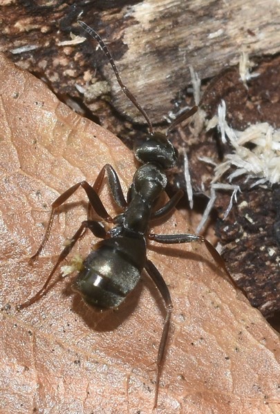 Hvilken myre med gråstribet bagkrop? - Naturbasen