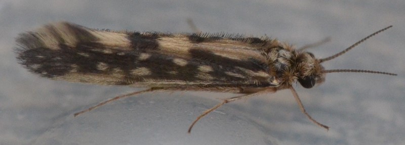 Agraylea multipunctata? - Naturbasen